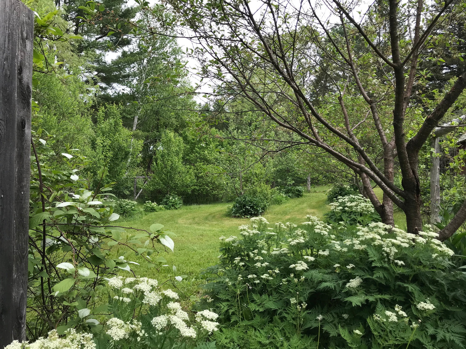 Companions for your fruit trees – East Hill Tree Farm