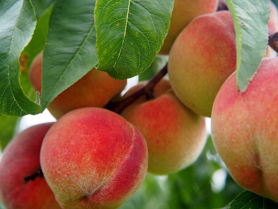 Peach Trees – East Hill Tree Farm