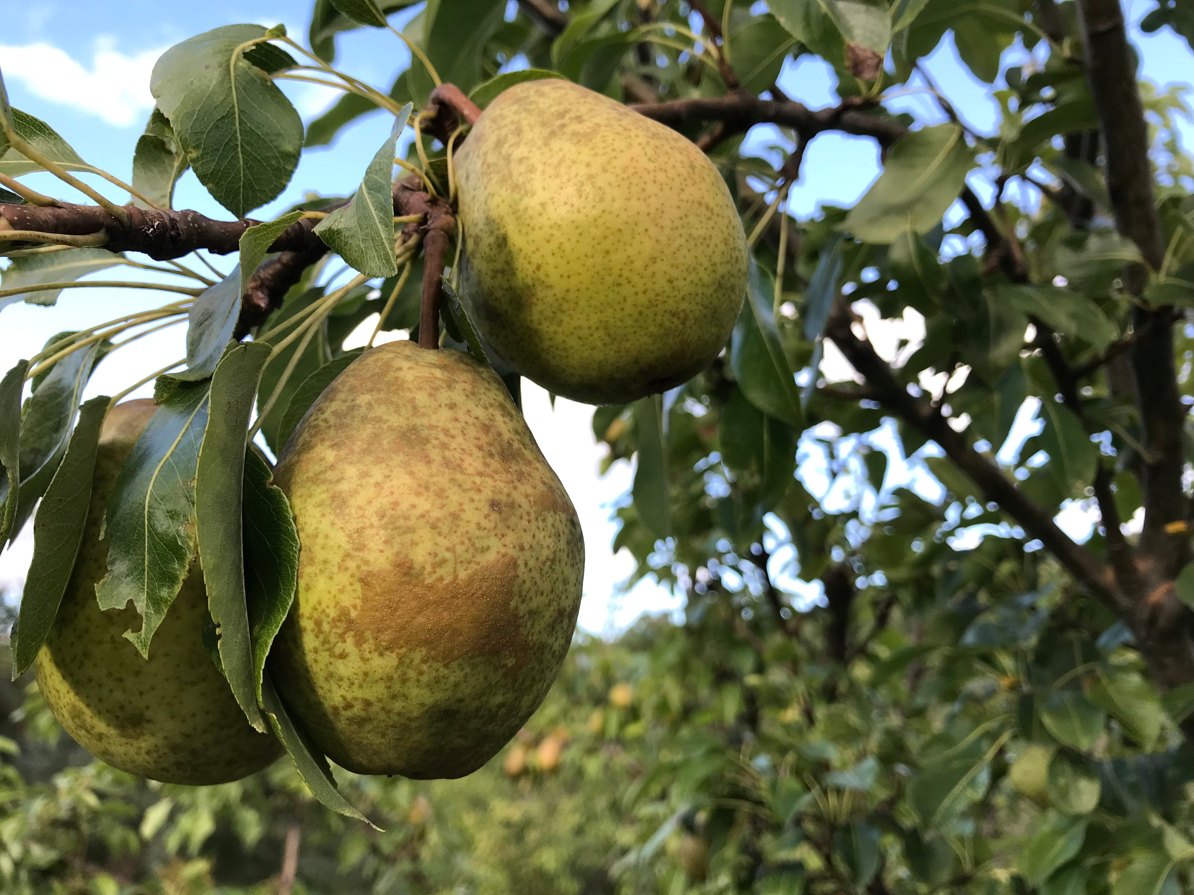 Pear Trees – East Hill Tree Farm