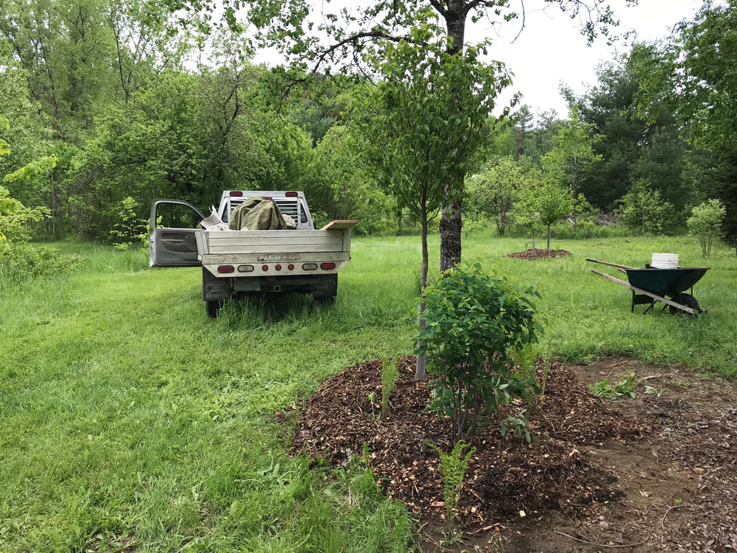 Our Services – East Hill Tree Farm