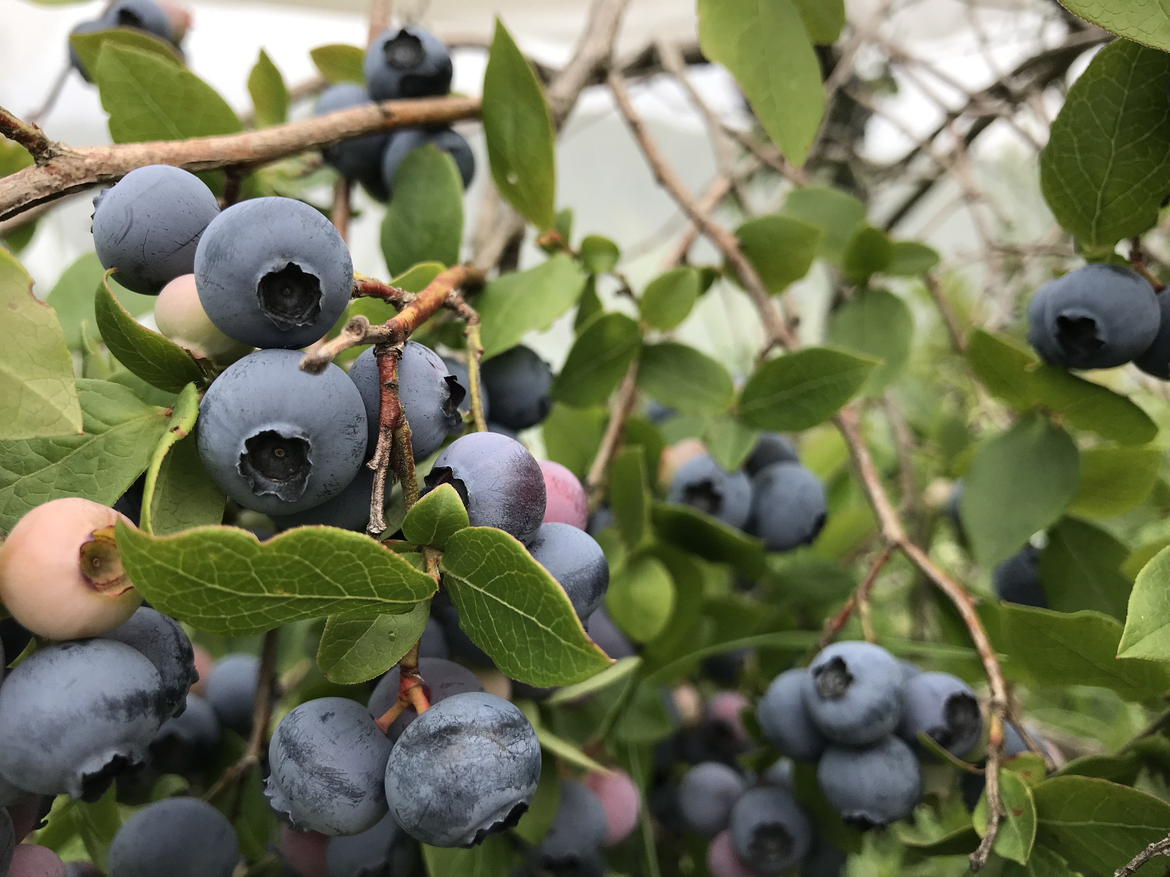 Clockwork blueberry – East Hill Tree Farm