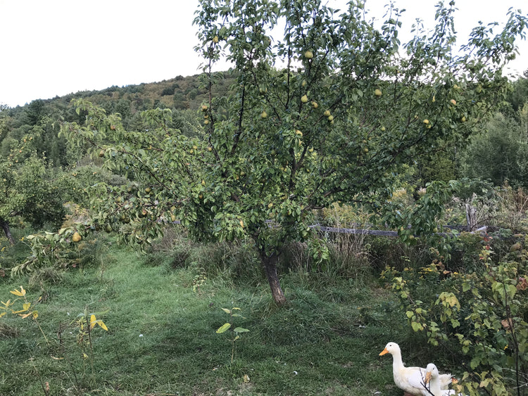 Jung's Hardy Pear 4-6 ft – East Hill Tree Farm