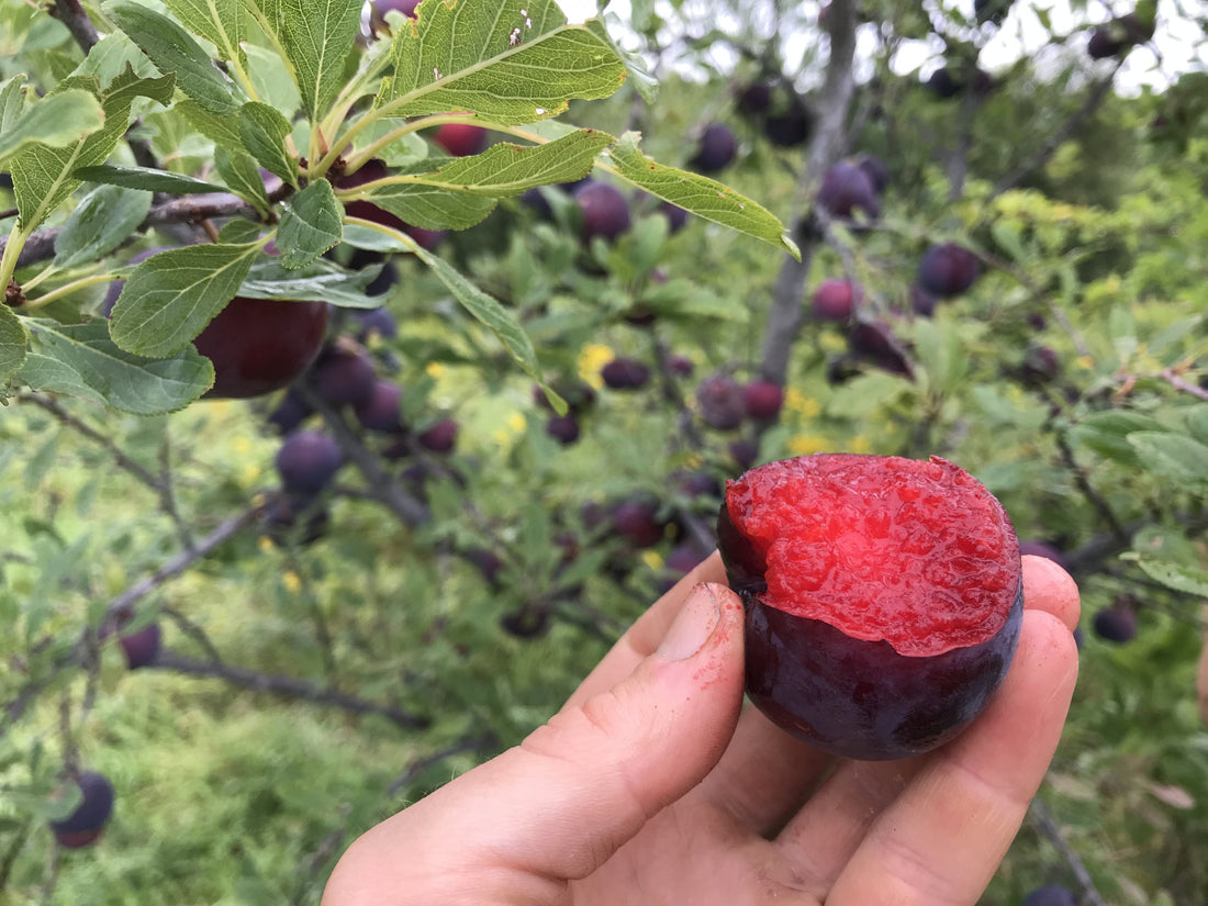 Waneta Plum 5-6 ft branched tree – East Hill Tree Farm
