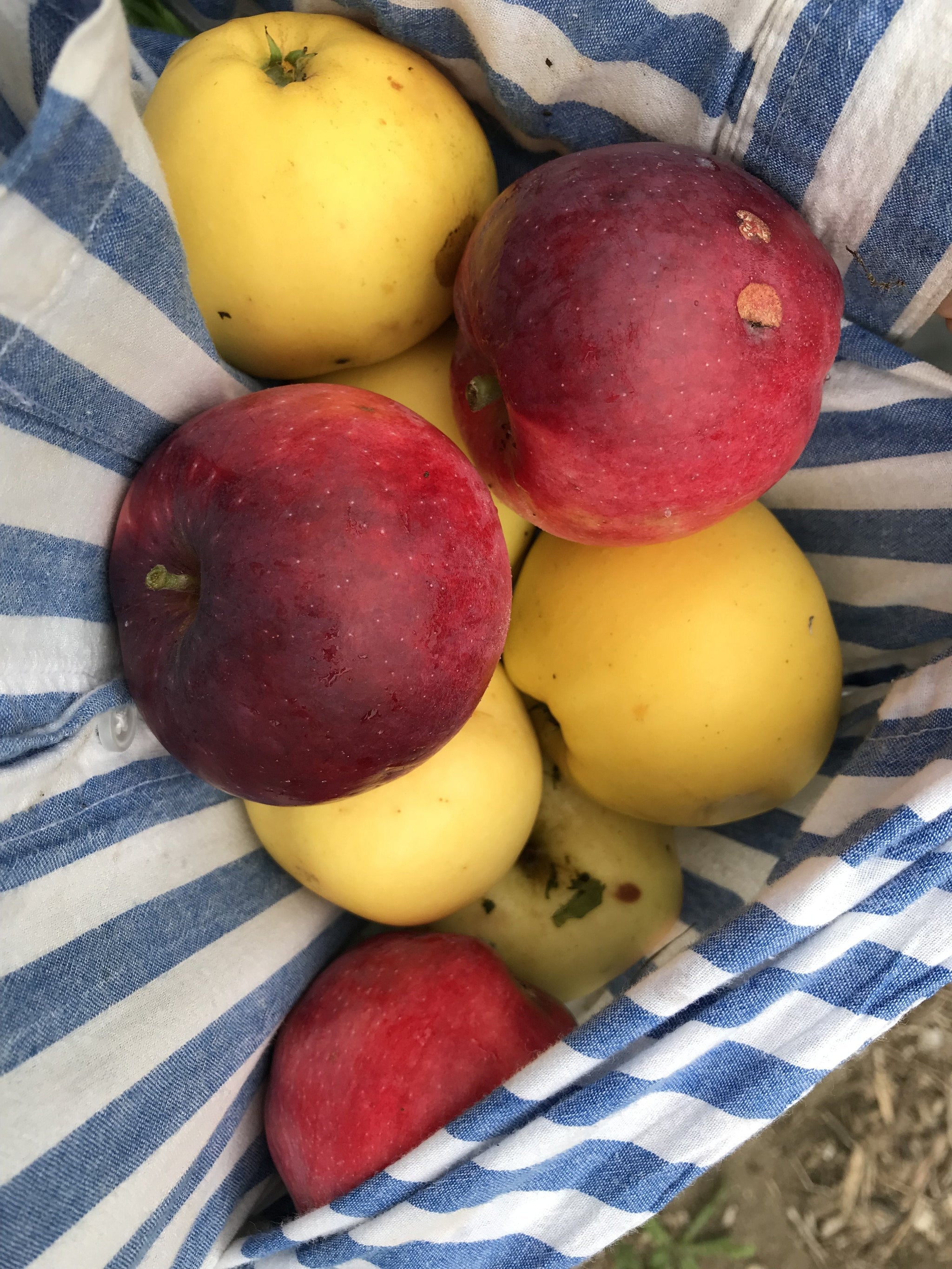 Waneta Plum 5-6 ft branched tree – East Hill Tree Farm