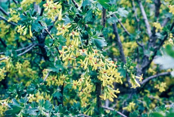 Missouri Giant Grafted Clove Currant – East Hill Tree Farm