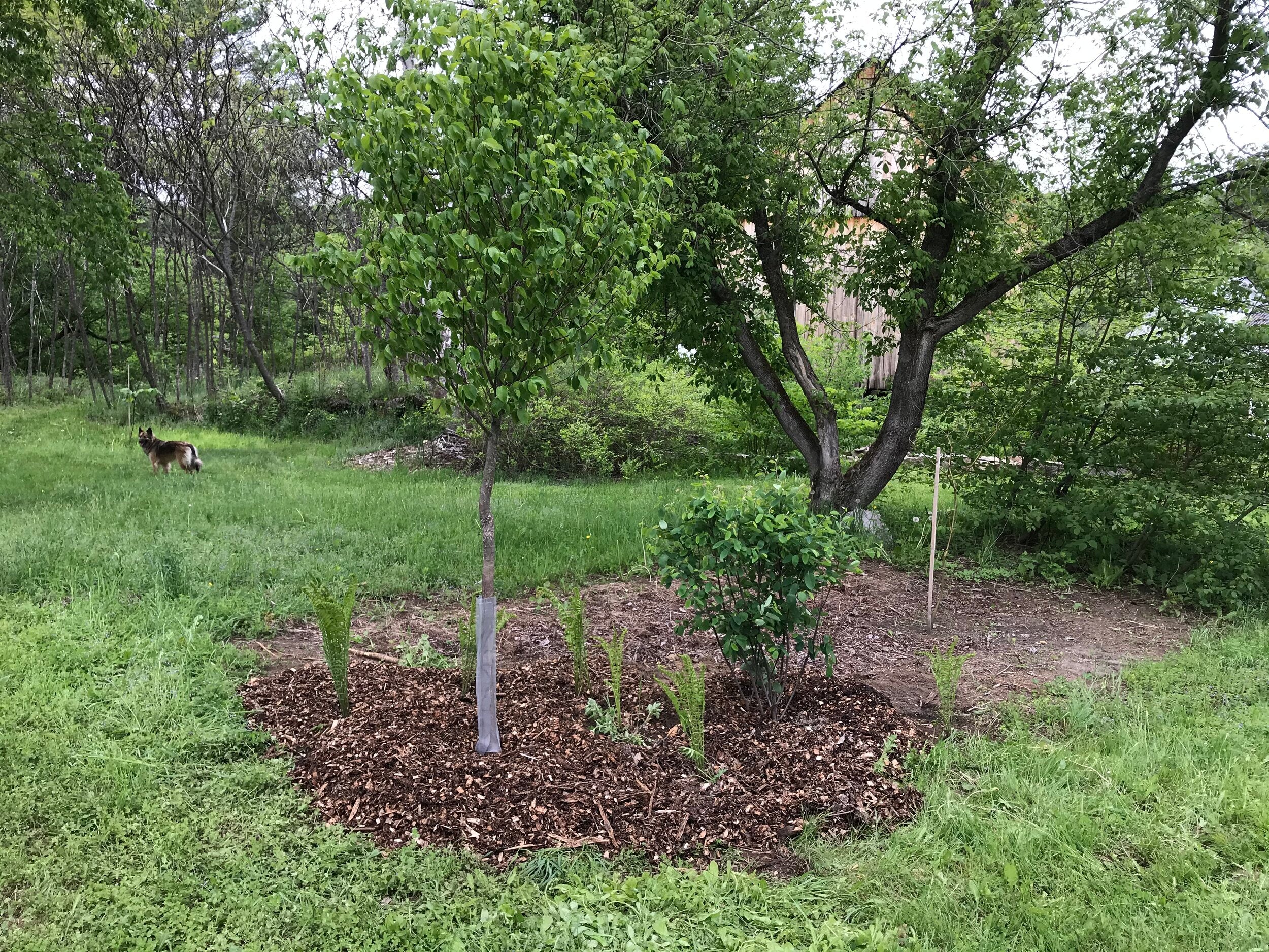 Rodent Screen – East Hill Tree Farm