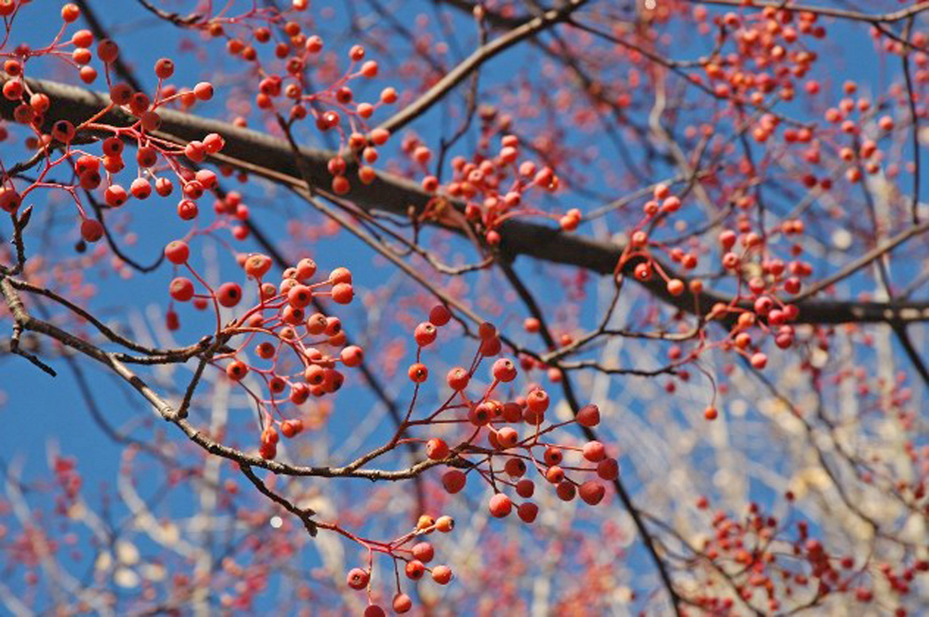 Korean Mountain Ash 5-ft branched tree – East Hill Tree Farm