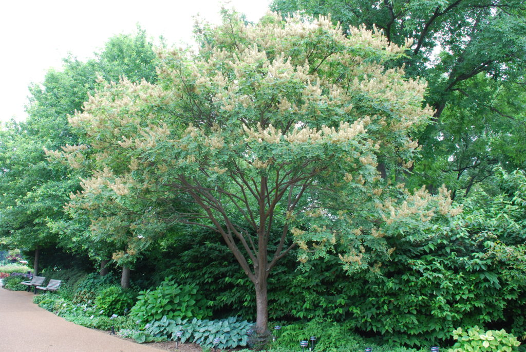 Amur Maackia – East Hill Tree Farm