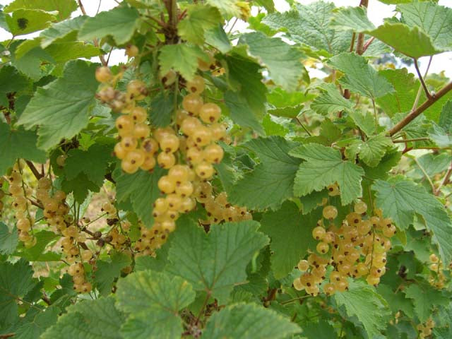 White Imperial Currant 2-yr rooted cutting – East Hill Tree Farm