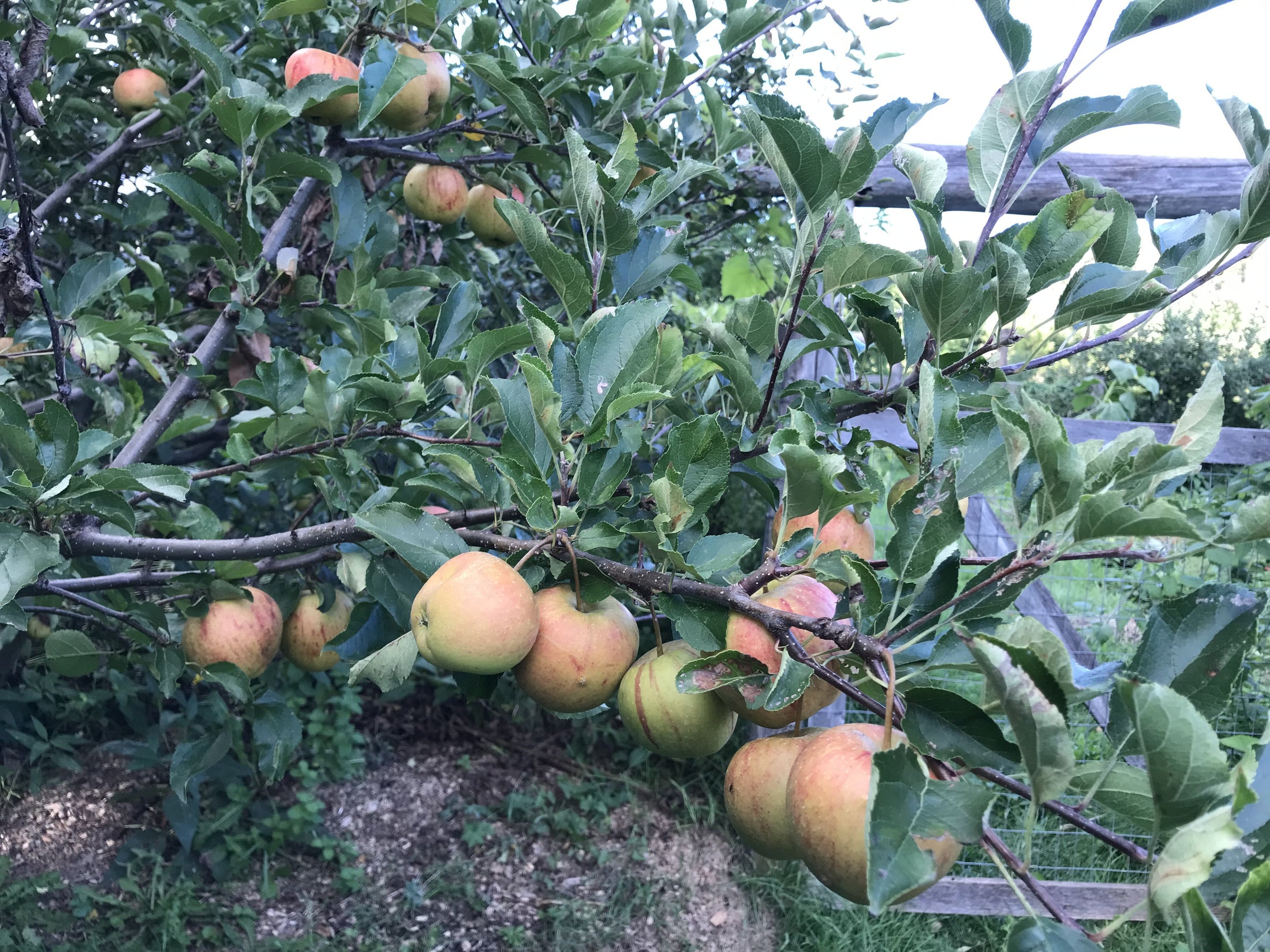 Frostbite Apple 4-5 ft tree – East Hill Tree Farm