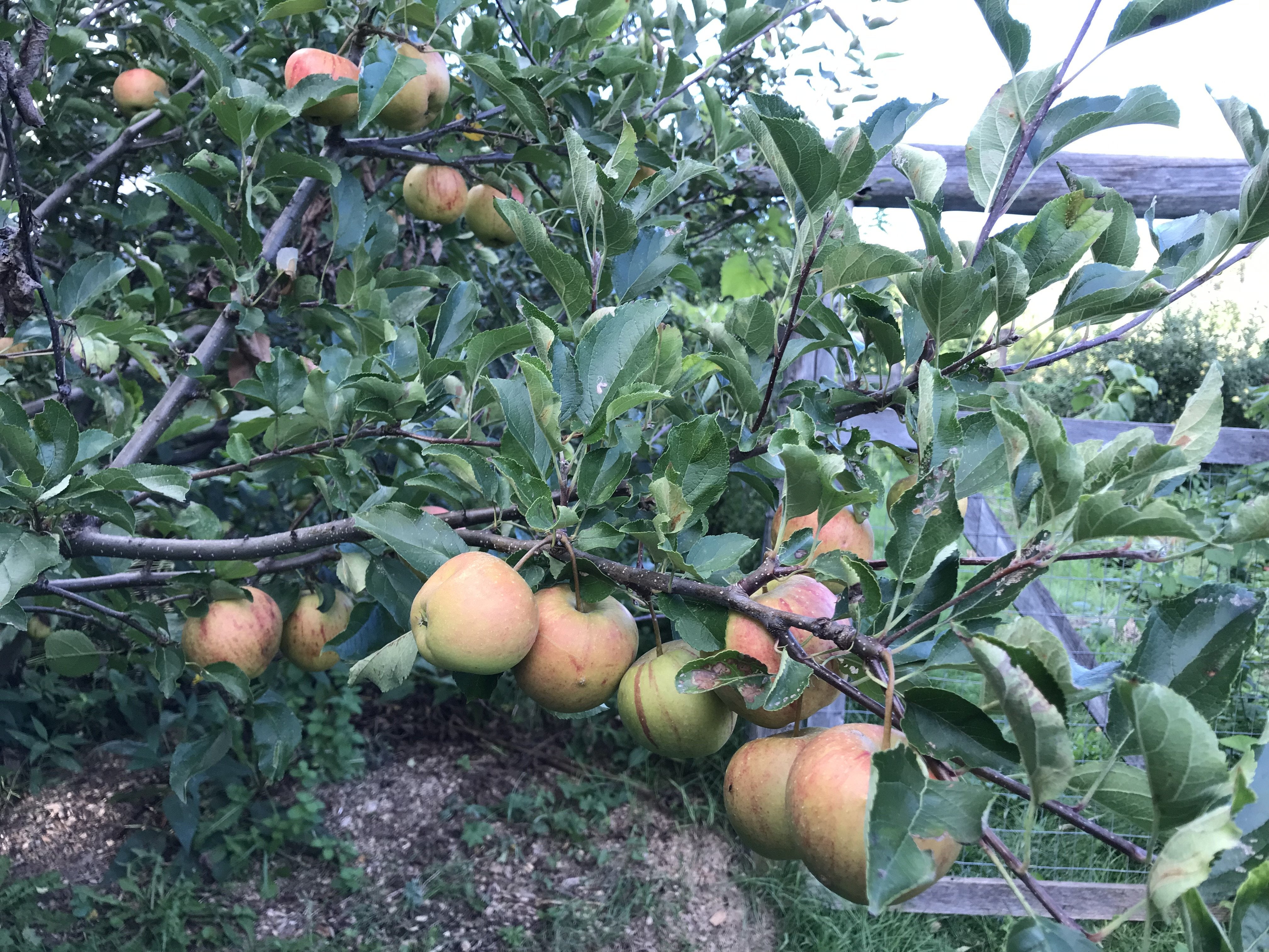 Rubinette Apple 3-5 ft branched tree – East Hill Tree Farm