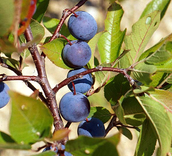 Beach Plum 2 ft clump – East Hill Tree Farm
