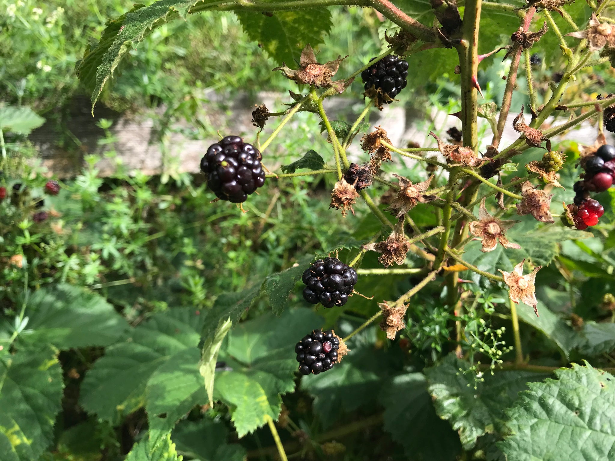 Blackberry cane – East Hill Tree Farm