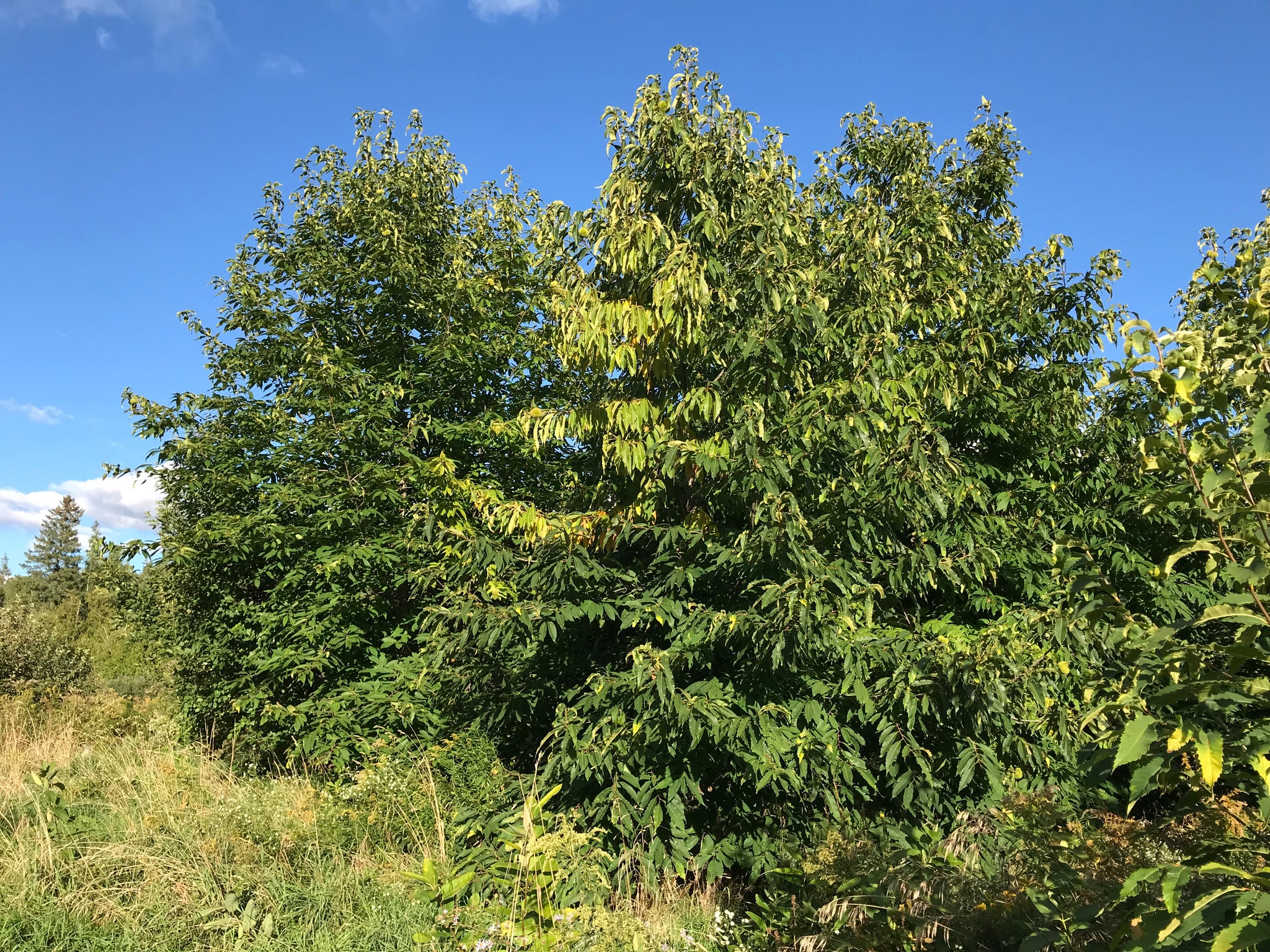 Chestnut: East Hill Open Pollinated/ American – East Hill Tree Farm