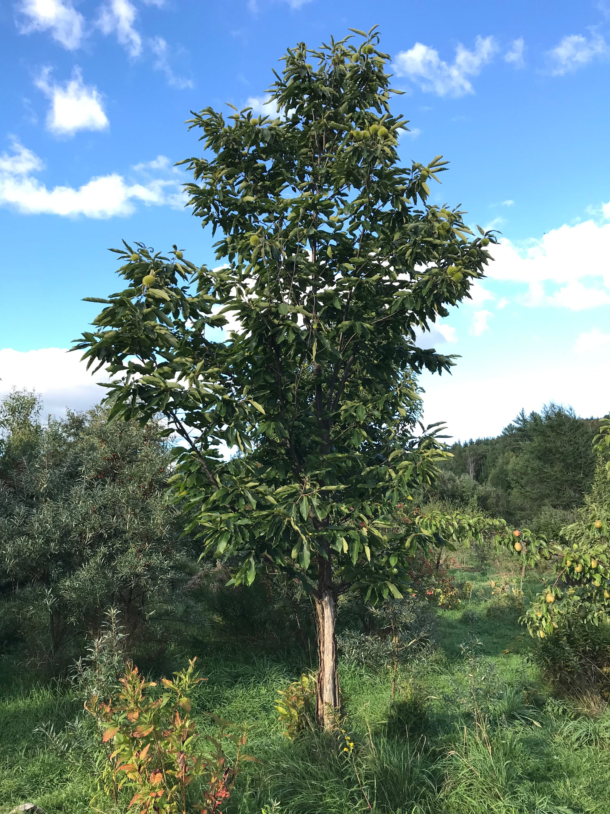 Chestnut: East Hill Open Pollinated/ American – East Hill Tree Farm