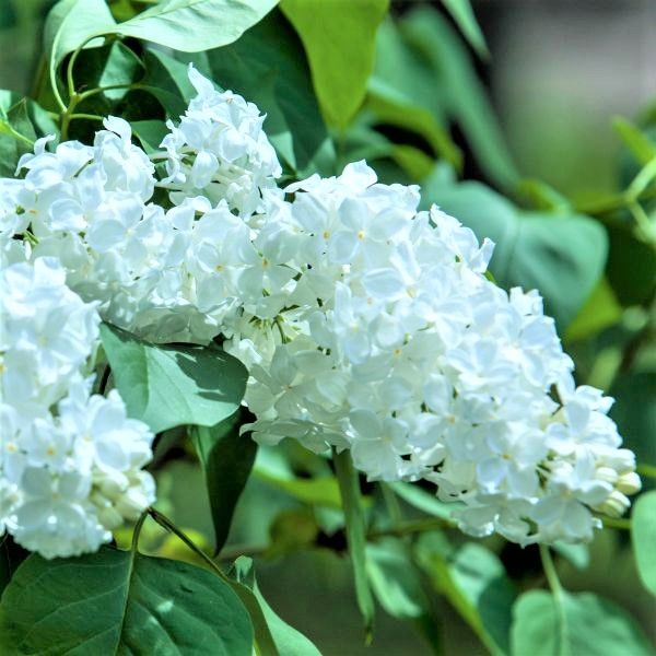 Common White Lilac 12 inch – East Hill Tree Farm