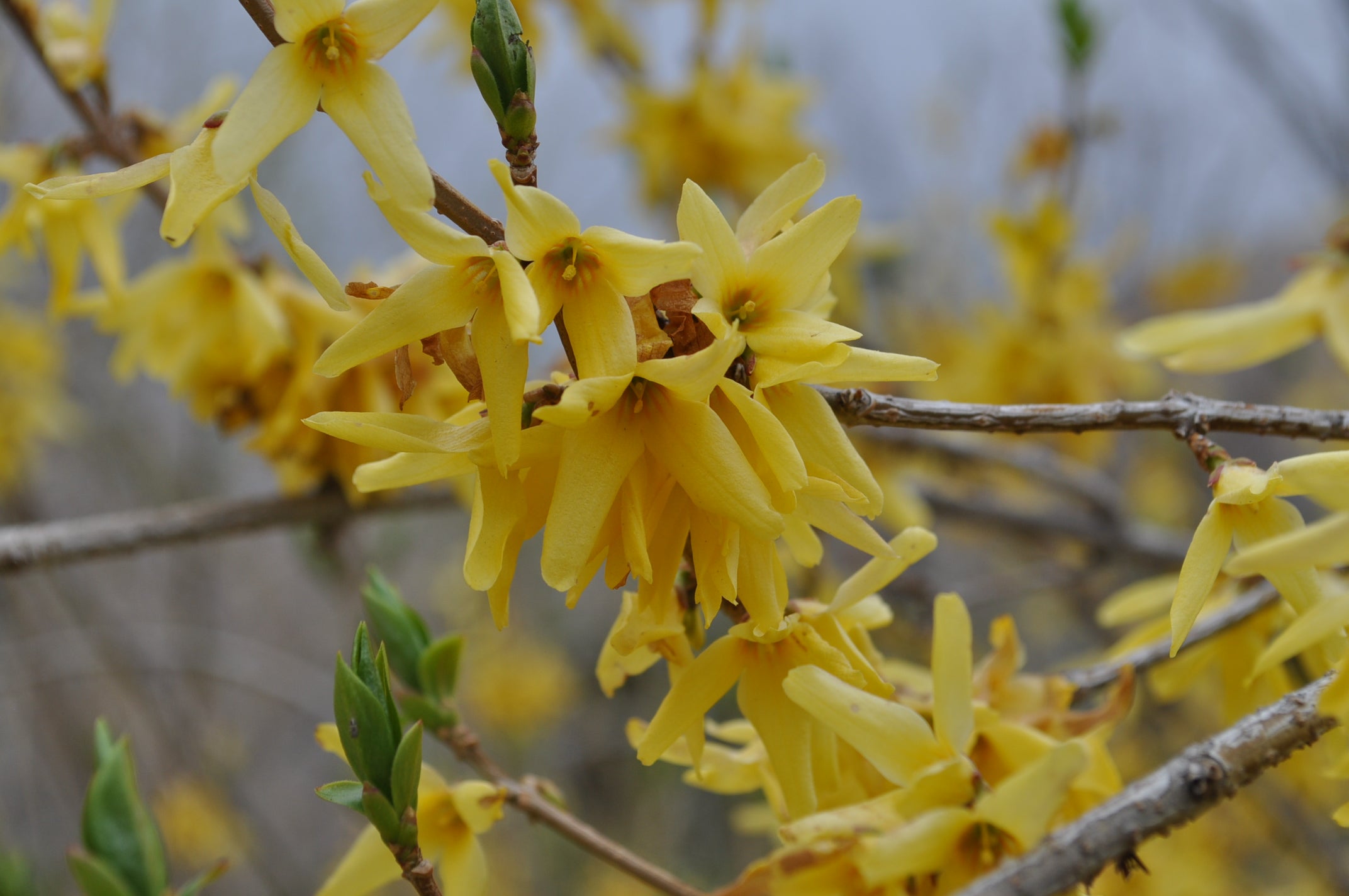 Northern Gold Forsythia – East Hill Tree Farm