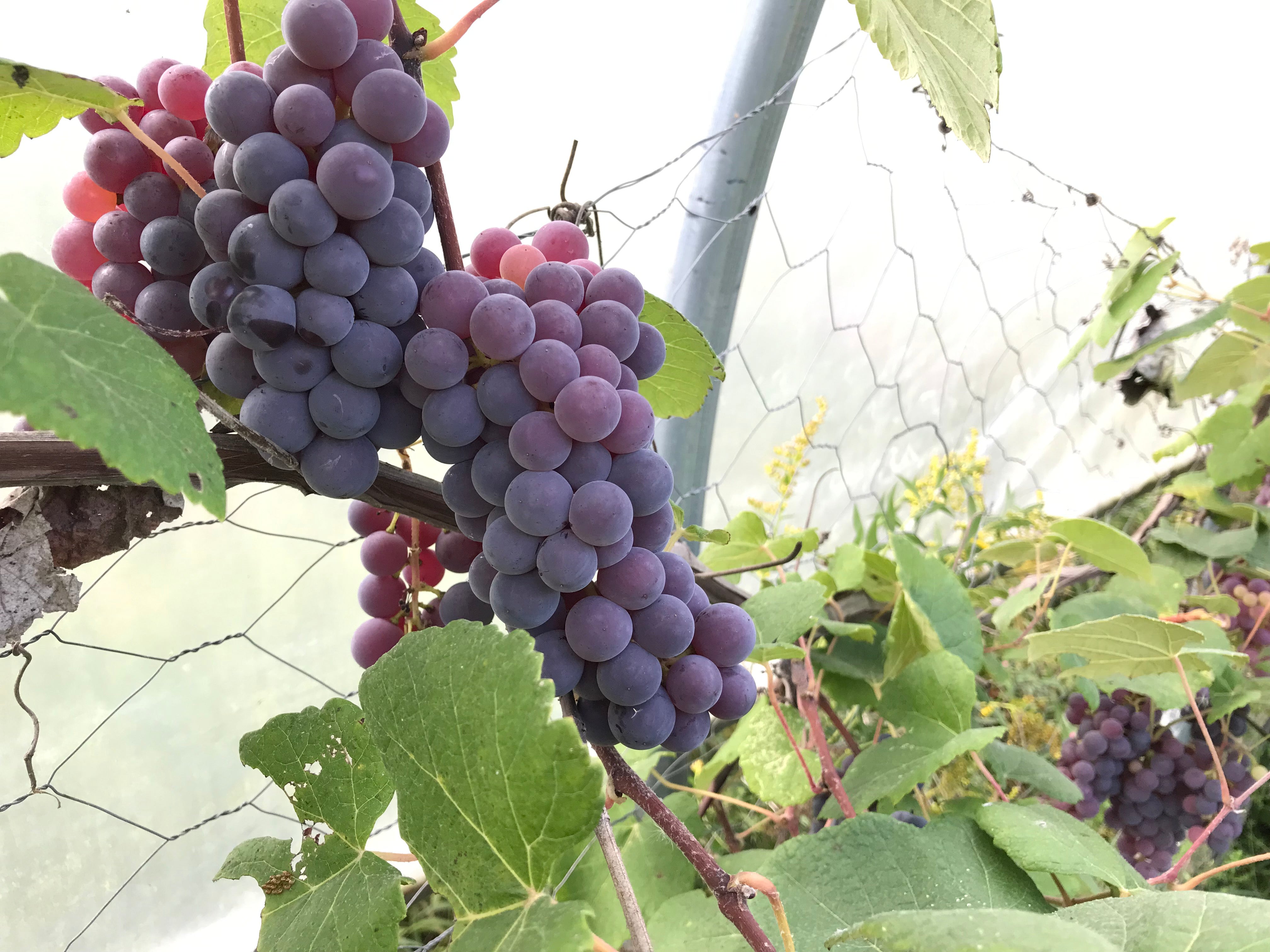 Everest Seedless Grape – East Hill Tree Farm
