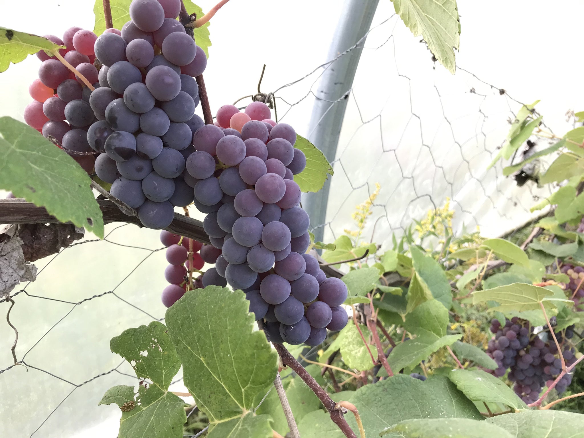 Valiant Grape vine – East Hill Tree Farm