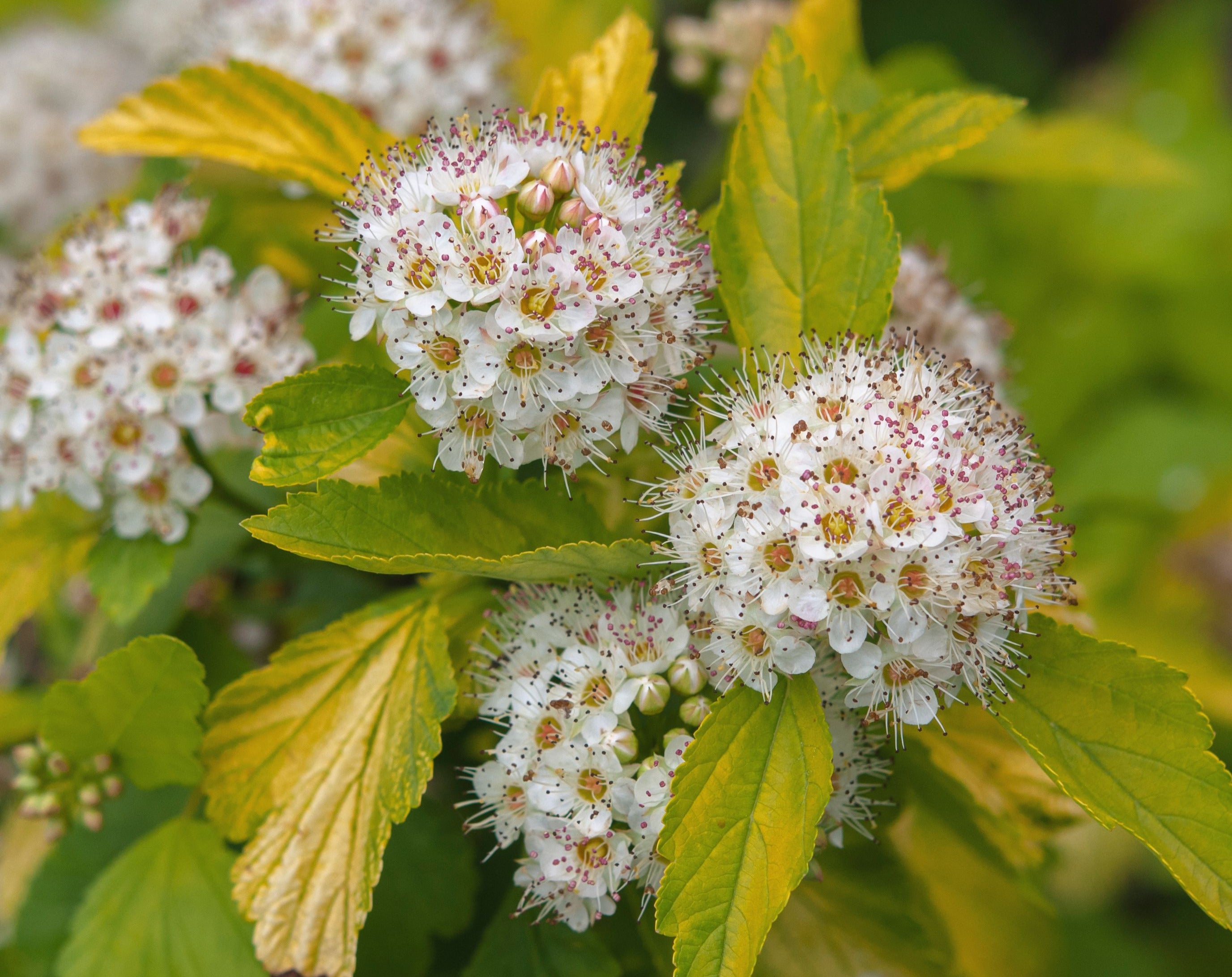 Ninebark 2 ft – East Hill Tree Farm