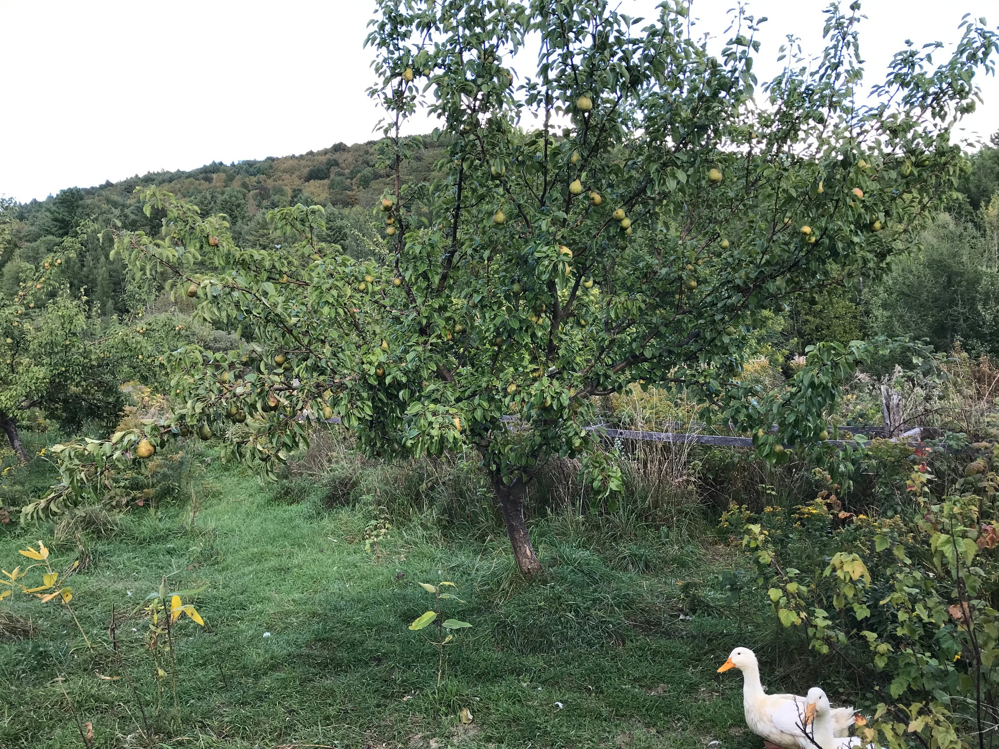 Golden Spice Pear 4-6 ft branched tree – East Hill Tree Farm