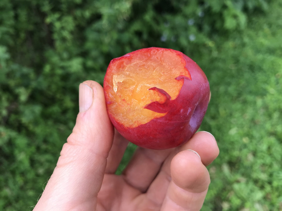 Mount Royal Plum 5-6 ft branched tree – East Hill Tree Farm