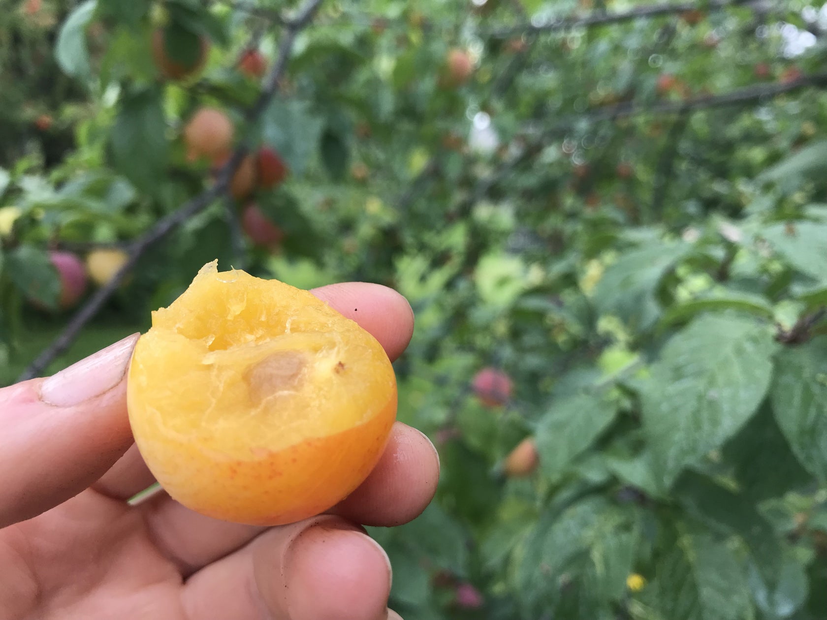 Black Ice Plum – East Hill Tree Farm