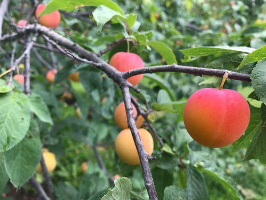 Plum Trees – East Hill Tree Farm