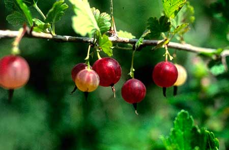 Tixia Gooseberry 2-yr rooted cutting – East Hill Tree Farm