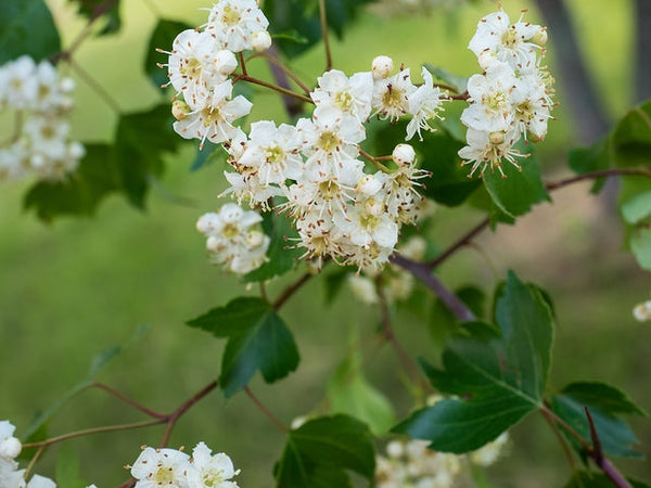 Washington Hawthorn 2 ft whip – East Hill Tree Farm